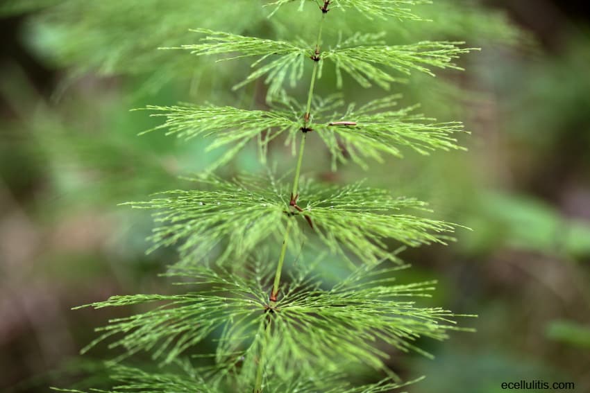 What you need to know about Horsetail – Benefits and Treatments