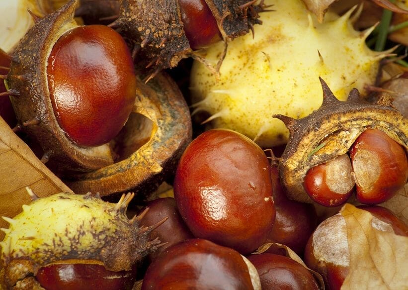 Why Should Chestnuts Be A Part of the Diet? | Ecellulitis